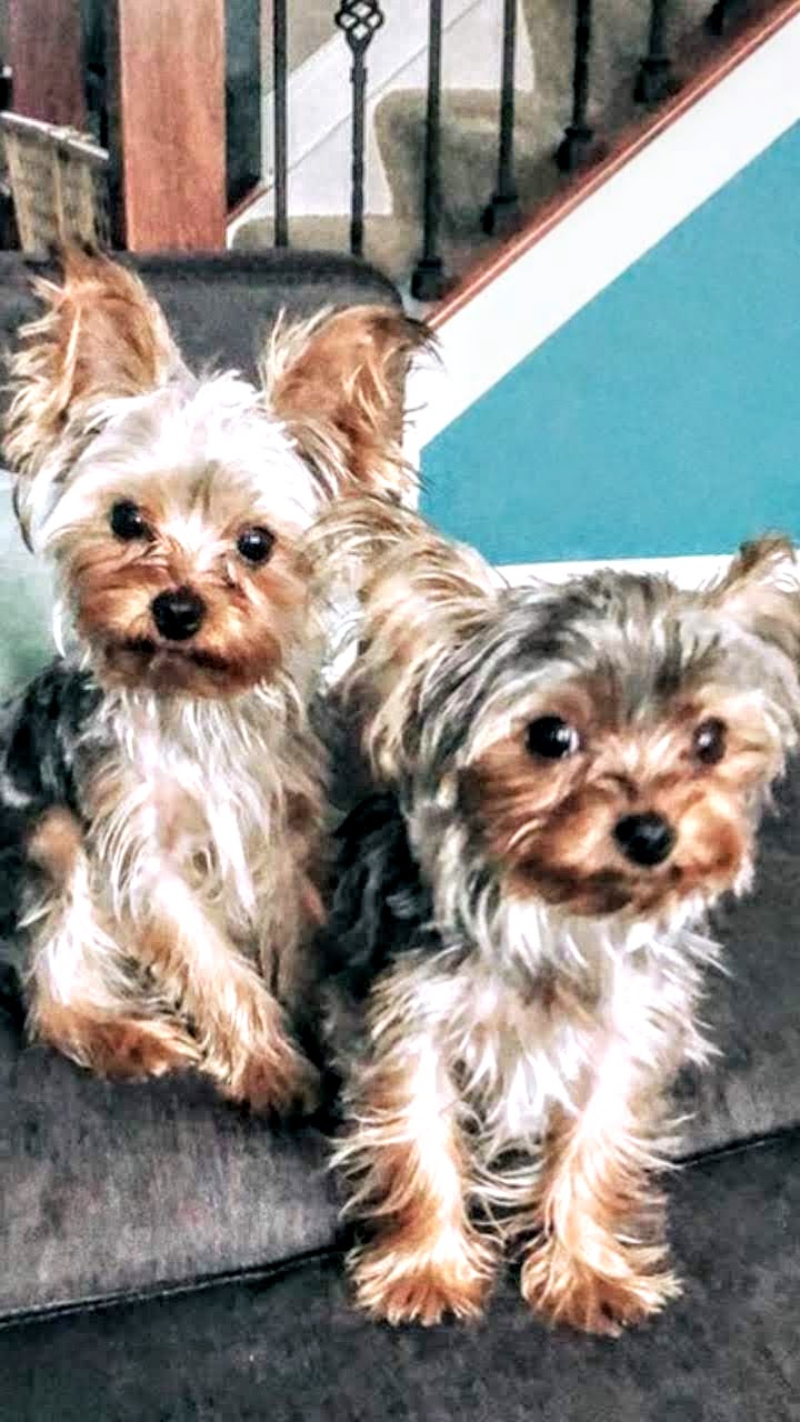 Amanda's Adorable Yorkies